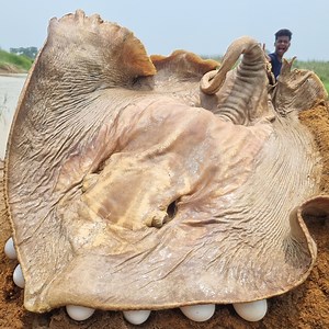 87K views · 579 reactions | Amazing Unbelievable Fishing Catching Techniques River Dry Place Underground Big Monster Stingray Fish Fishing #fish | Fisherman Animal Lover-Original | Facebook