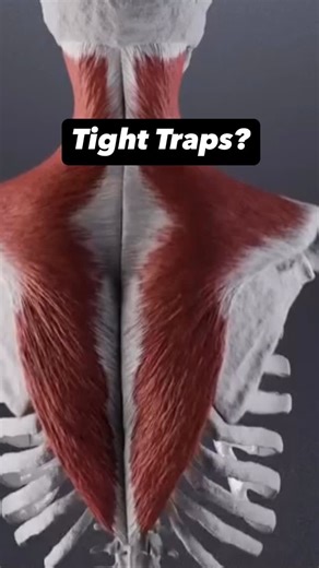 The Trapezius Muscle Our upper trap and neck muscles can often feel tight for a variety of reasons from over recruitment during shoulder movements, prolonged positions and even stress/anxiety responses.. Whereas it’s quite common for the lower trap to not be worked as much, which can lead to a restriction and weakness in the tissue 🙃 Gaining better control and strength can actually be a good way of improving the issues you may be having in this area, especially if you’re constantly stretching o