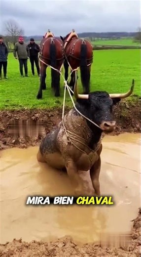 Horses rescue a bull trapped in the mud 😱🐂🐎 #shorts #bulls