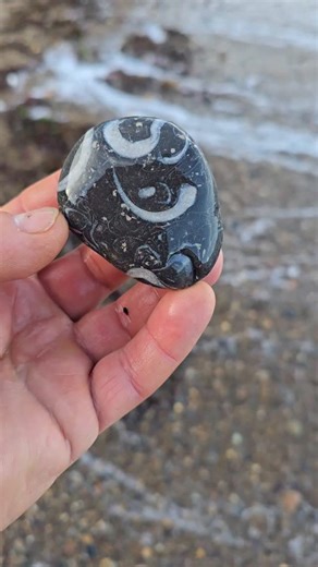 Around 200 million years old fossilised sea shells Found on the Yorkshire coast of England 🏴󠁧󠁢󠁥󠁮󠁧󠁿 🇬🇧 #beachcombing #fossils #shell #ancient | Paul Gammy
