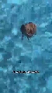 2.3M views · 10K reactions | El rescate del ratón   #Thalia #Marimar #Ratoncito | Thalia | Facebook