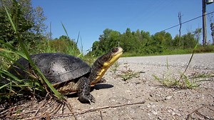 6.7K views · 123 reactions | Why did the Blanding's Turtle cross the road? Now that spring is in full swing, don't forget to watch out for turtles and other wildlife crossing our busy roadways. Many turtles return to the same place they hatched to lay their eggs, and are very deliberate about the direction they're traveling. If you can do so safely, help usher them across in the direction they are headed. | Maine Audubon | Facebook