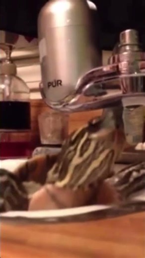 Turtle Fails To Escape Bath Time!