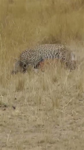 Life of Leopard - The speed of the cheetah !