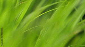 Fresh Green Grass Close-Up. Green Grass Footage. Green Juicy Lawn. Green Grass Bunch. Plants Background. Alpine Meadow Densely Overgrown With Grass.
