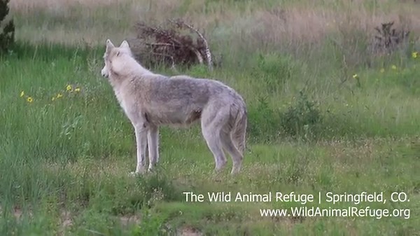 Video Clip of The Day! Location: The Wild Animal Refuge, Springfield, Colorado. The echoes of rescued wolves resonate through the canyons and valleys of The Wild Animal Refuge near Springfield, Colorado, a testament to the transformative power of freedom and love. We are deeply grateful to our dedicated Founders, whose unwavering belief in our mission has made this incredible haven for animals a reality. To learn more about how you can contribute to the ongoing care and rehabilitation of our res