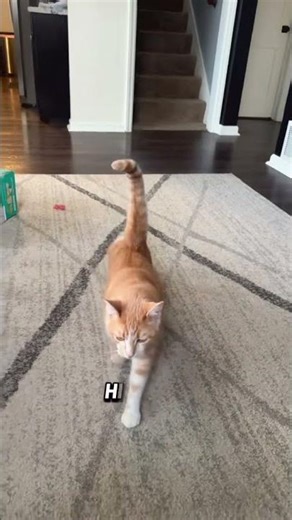 Cat chat #catshorts #cat #catvideos #cute #cutecat #catlovers #cats #cattalking #meow #catvideos