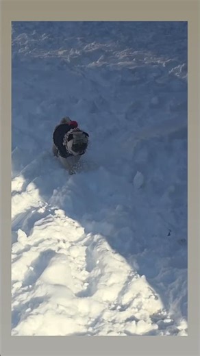 Playing in snow with momy😍❄️ #pug #speakpug #funnyanimal #puglife #mypug #funnydog #pets