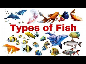 Fish vocabulary!fishes name In english with pictures!sea fishes and Pond fishes!for kids!names
