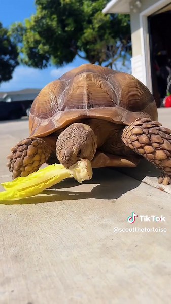 Turtle Zoomies: Watch Our Adorable Tortoise Run!