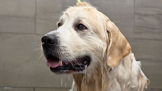 What's cuter than a Great Pyrenees? A Great Pyrenees mixed with a Golden Retriever of course! | Girl With The Dogs