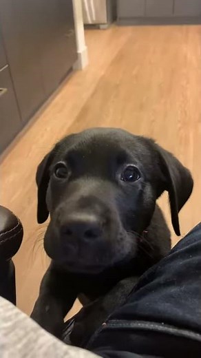 Labrador puppy yapping for attention