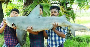 Cooking 50kg Big Shark Fish Recipe | Village Food Channel