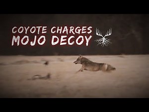 Coyote Charges the Mojo Decoy - Hunting Roots