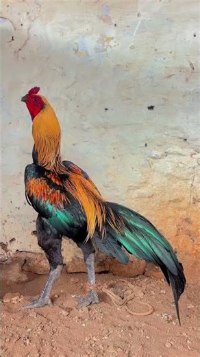 kattu seval sembai breed hot boy😈🔥⚔️