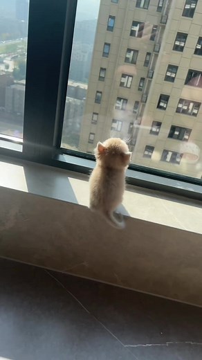 1.4M views · 10K reactions | So cute 殺 #Cats #catreels #Catsinstagram #catstagram #instagramcat #catlover #kitty #kitten #catoftheday #meow #kittens #catlovers #cutcat #kittycat #gato #catsofig #instacat #cat_features #animals #animal #foryou #fyp #usa #arabic | الرفق | Facebook