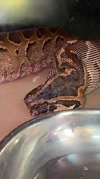 The largest types of snakes