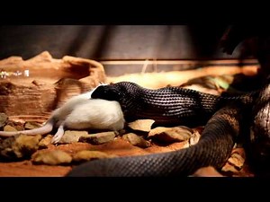 Fierce Snake Having a Snack