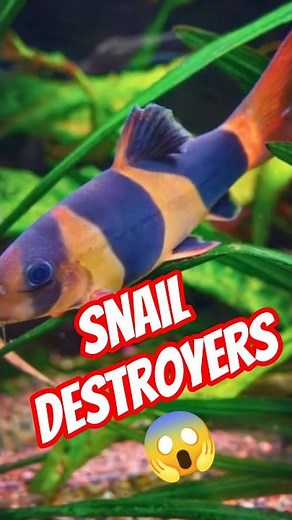 Clown Loach😍The Colorful Snail Eater