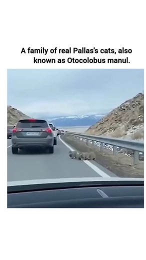 picpac2026 on Instagram: "Pallas's Cats on a Mountain Road Conversation with Gemini Describe what is in the video in paragraphs style This video features a group of five Pallas's cats, also known as Manuls, as they navigate a paved road in a mountainous or high-altitude region. The cats are seen moving together as a group, with some pausing to look directly toward the camera with their characteristic wide-eyed, expressive faces. Their thick, silvery-grey fur and distinctive rounded ears are prom