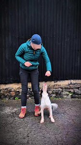 Common beginner mistake in luring a dog into heel position: drawing a circle next to your leg. What's wrong with that? Most dogs will end up somewhere next to your leg but out of line, with their bum out Why is this important? Because stationary heel position should look similar to how you want the dog to walk, spine in line with trajectory. To make sure the dog is square next to you, lure them past your leg in a straight line, then turn them in a tight U-turn BEHIND your heel leg (towards you, 