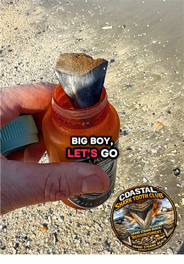 Grand Strand Beach Renourishment: Epic Shark Tooth Finds
