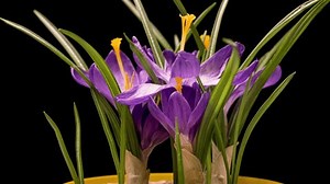 clip-1111195279-4k-time-lapse-blooming-violet-crocus-flowers