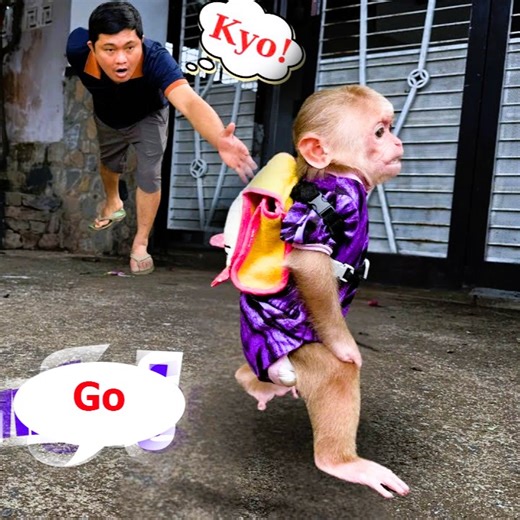 Monkey Kyo got angry, grabbed a backpack, and left what happened? | Family Monkey Vola