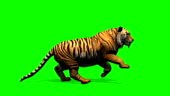 Tiger runs - green screen