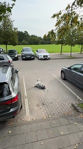 Unbelievable Cute and Smart AI Dogs Moments | Science, Tech and Universe