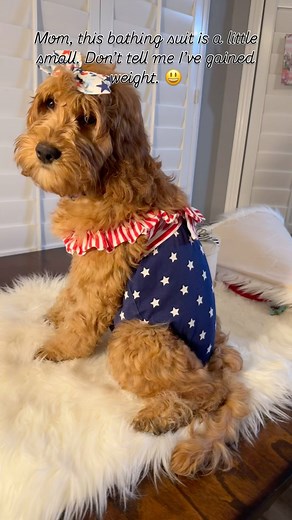 What a beautiful little girl looking for her forever home bathing suit a little small. She is four months old. She has four vaccinations. She is crate, trained and House trained and beautiful, beautiful. Girl . #AustralianLabradoodle #Labradoodle #RedLabradoodle #LabradoodlePuppy #LabradoodlePuppyLove. | Country Club Labradoodles