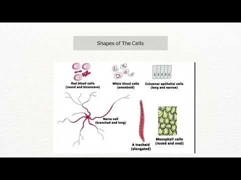 Cell The Basic Unit of Life