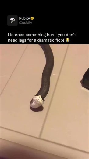 Pubity on Instagram: "😭 People began keeping snakes as pets relatively recently compared to other animals, with the practice becoming more common in the mid-20th century. While snakes were kept and revered in ancient civilizations like Egypt and parts of Asia for religious or symbolic reasons, they were not typically household pets. The modern pet snake trade expanded in the 1950s–1970s as reptile breeding improved, exotic animal laws became clearer in some countries, and public interest grew t