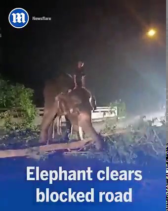 These elephants are amazing! 🐘 | Daily Mail Video