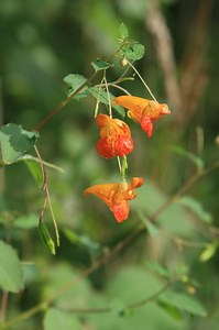 Anschauen Touch Me Not film in Deutsch mit englischen Untertiteln in QHD 16:9