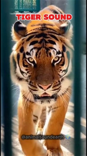 Tiger Sound Deep Growl 🐯