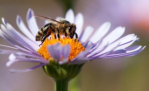 How Many Eyes Does a Bee Have? (& How Far Can a Bee See?) - LearnBees