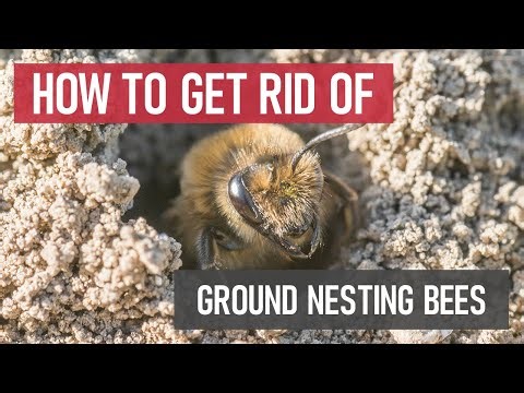 How to Control Ground Nesting Bees [DIY Pest Control]
