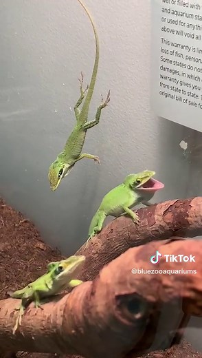 The animal kingdom is WILD 🦎 #animals #reptiles #aquarium #anoles #bluezoo #wildlife #animalsoftiktok
