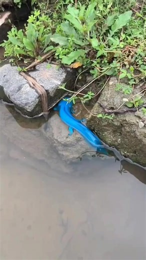 do you know what creature this is？ | Night Clip3