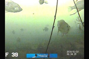 A nice muskie slides by, and a big crappie makes a mistake. Aqua-Vu micro 5 Revolution Pro video. | Aqua-Vu