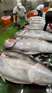 💰 Millions of Dollars in Tuna – Watch These Giants Line Up to Be Cut! #MillionDollarTuna #BluefinTuna #LuxurySeafood #GiantTuna #TunaCutting | Food Adventure