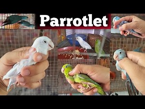 Parrotlets Parrot Bird Price & All About Details #parrotlets