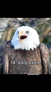 42K views · 1.6K reactions | 礪 15 authentic bird sounds that are seriously creepy #bird #animal #nature #intelligencego #fyp | IntelligenceGo | Facebook