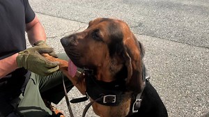 20K views · 310 reactions | Six agencies from across Southern California joined the OCSD - Air Support Unit for training with the National Police Bloodhound Association, including OCSD's own Bloodhounds Remi, Reese and Lucy! Here's a behind-the-scenes look at this unique, not to mention pretty adorable, training.  | Orange County Sheriff's Department, CA | Facebook