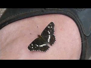 Бабочка села на ногу