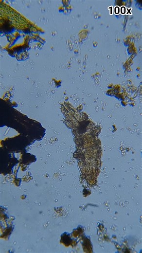 This Tardigrade Came Back Again. Name It? #microscope