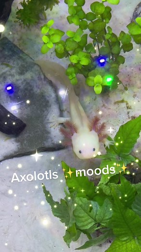 ❤️✨ #axolotl #fypシ #axolotloftiktok #cuteaxolotls #trending #plantedaquarium #capcut #funnyaxolotl #axolotltanksetup #petstory