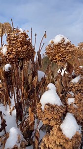 For gardeners in colder climates, it's time to start getting ready to overwinter your hydrangeas! Follow our winter checklist below and for even more info, check out our blog: https://bit.ly/4dTQozR 1. Stop fertilizing 2. DON'T PRUNE 3. Water until the frost 4. Insulate your plants 5. Bring containers inside Questions? Let us know in the comments! We're here to help ❄️ ❄️ ❄️ | Endless Summer Hydrangeas
