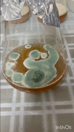 Trichoderma Cultivation #biocontrol #microbiology #fungus #biofertilizer